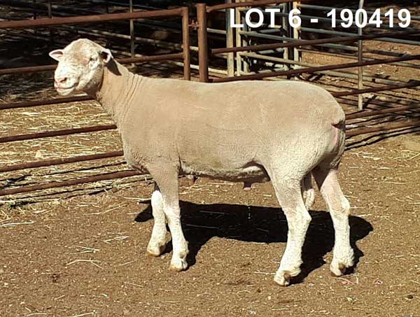 Poll Dorset Rams for Sale | Annual Ram Sale 3rd Monday in September